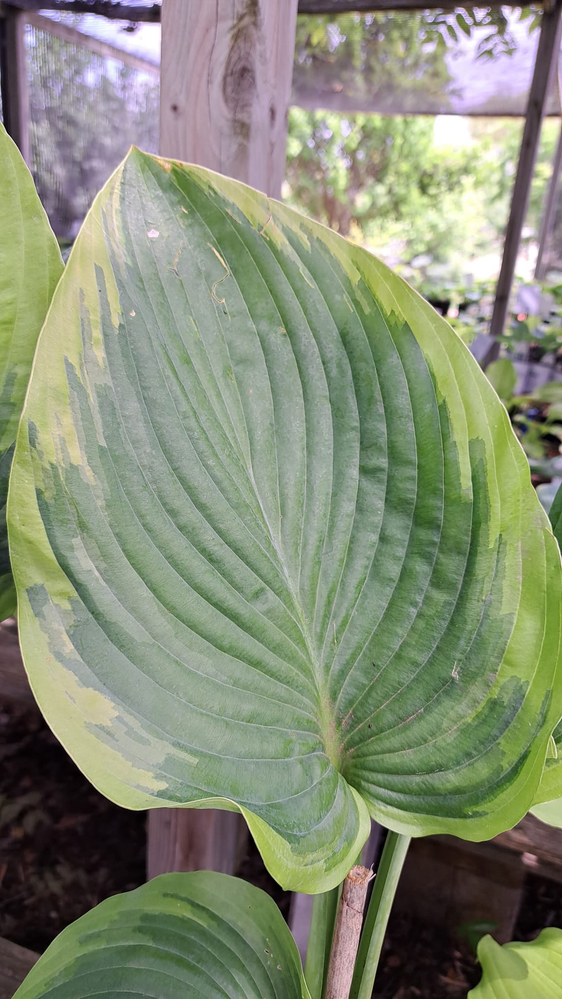 Land Of The Giants Hosta