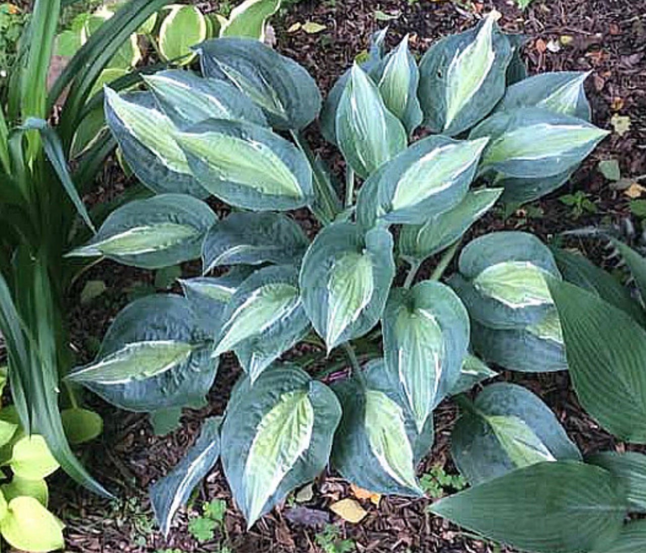 Land Of The Giants Hosta