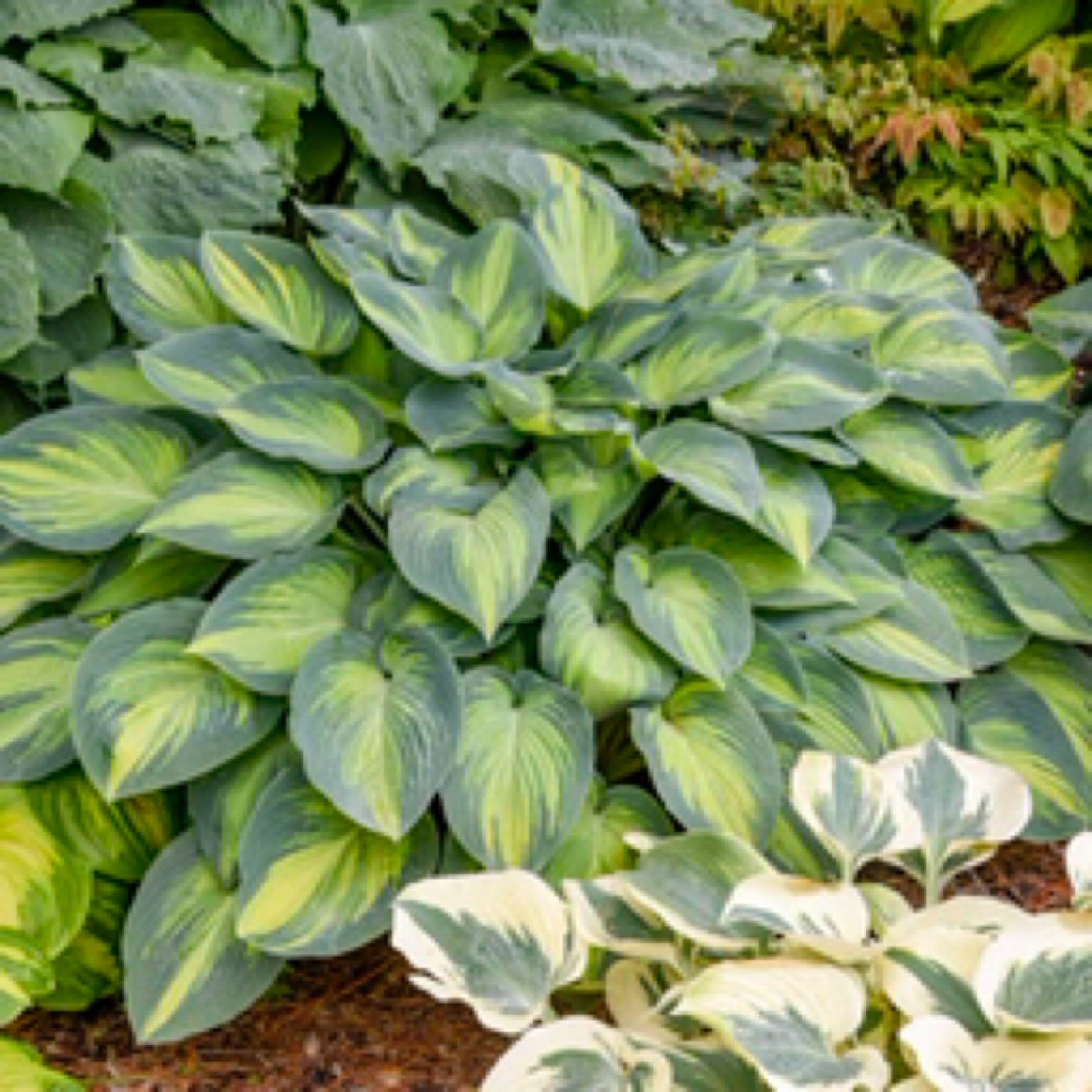 Land Of The Giants Hosta