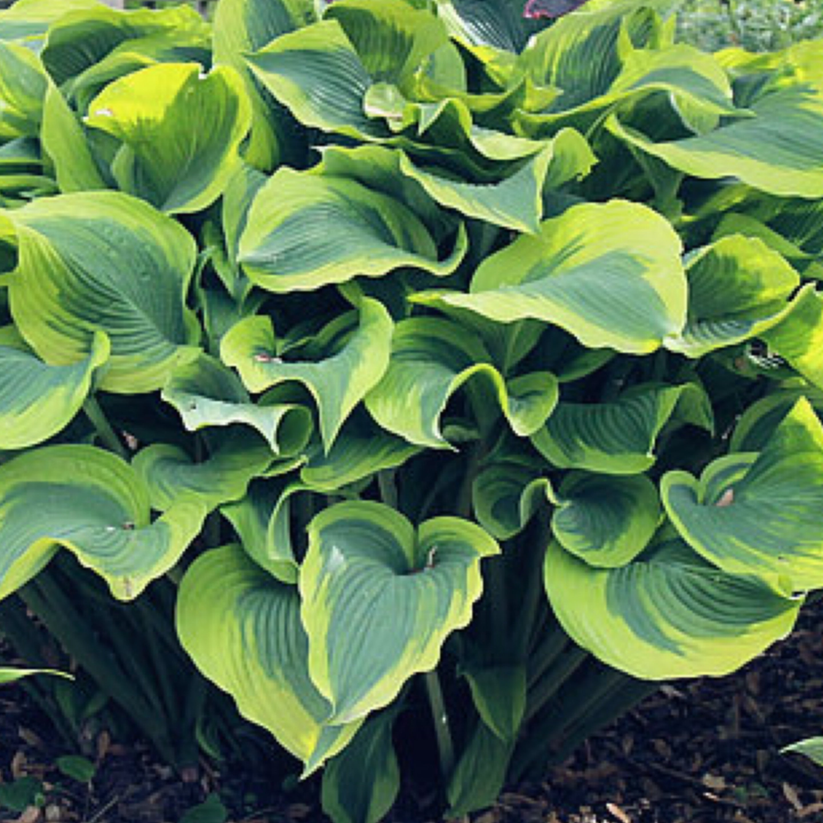 Land Of The Giants Hosta