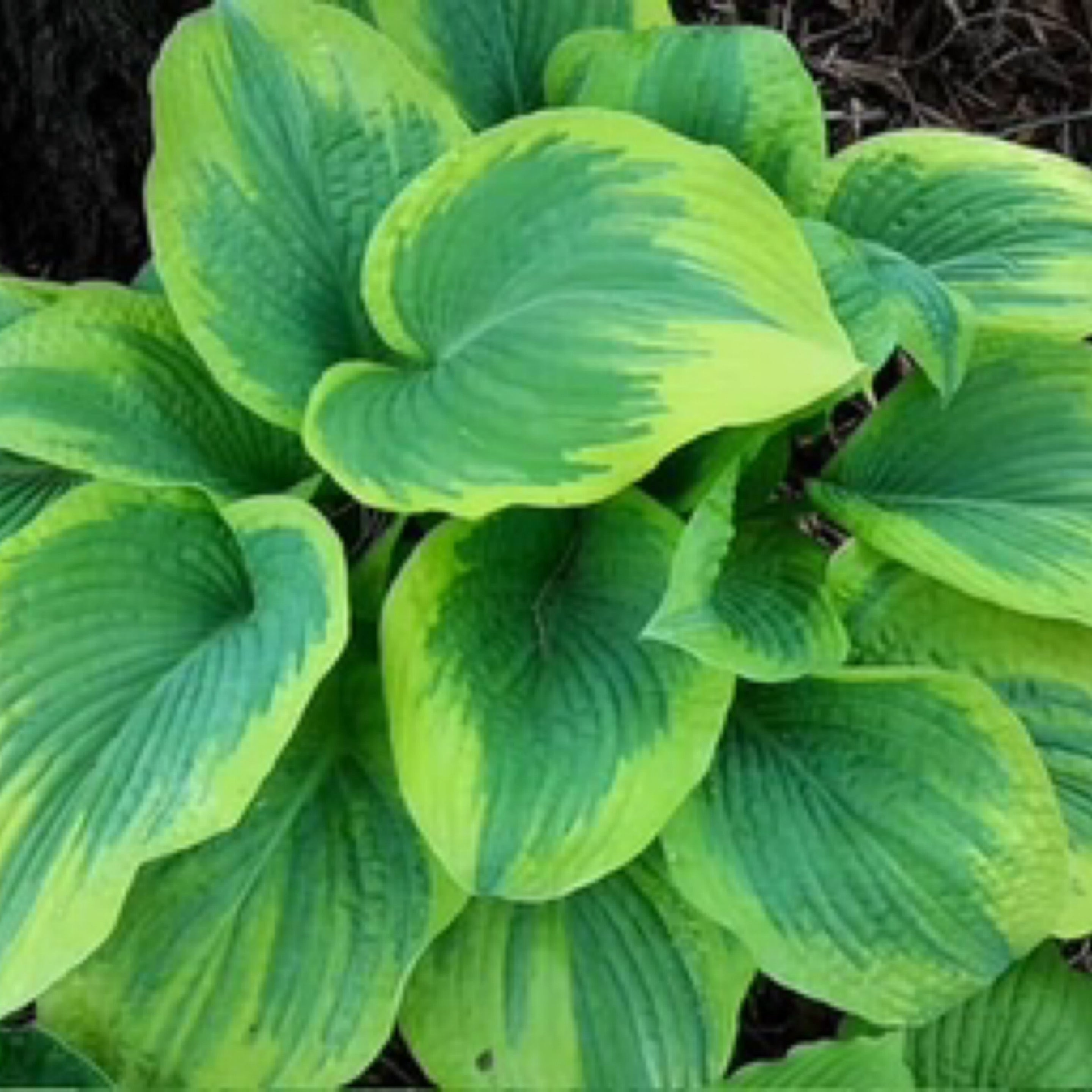Land Of The Giants Hosta
